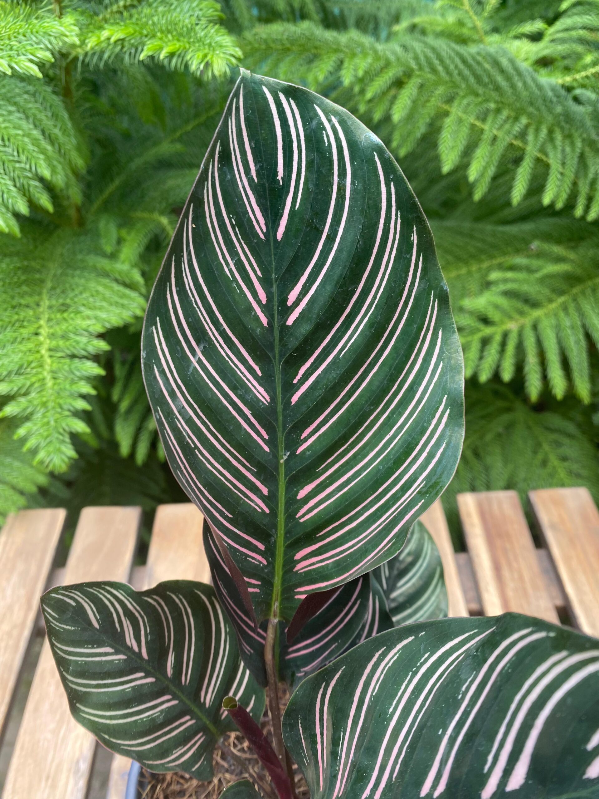 Calathea Papel de Música - Plantas Express