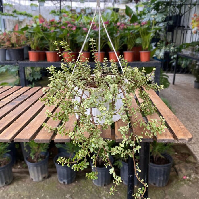 Jade Variegado - Plantas Express