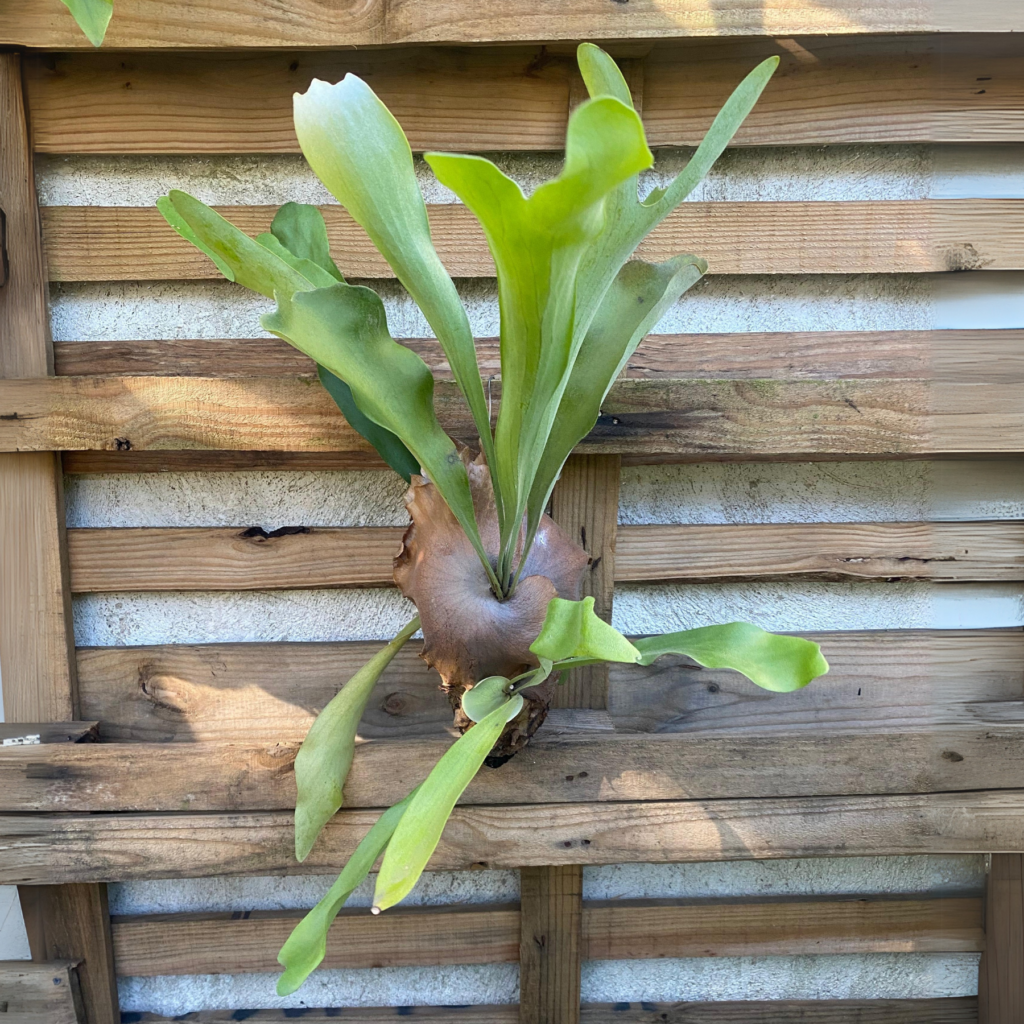 Cuerno de Venado en Tronco - Plantas Express