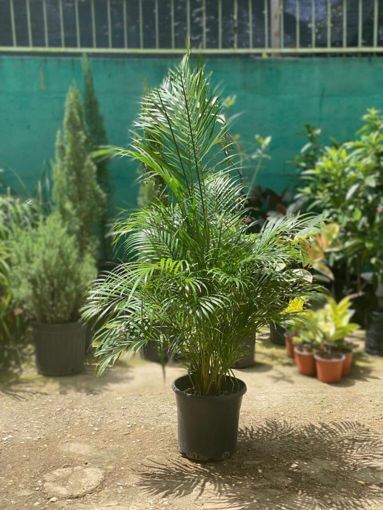 Palma Areca Pequeña - Plantas Express