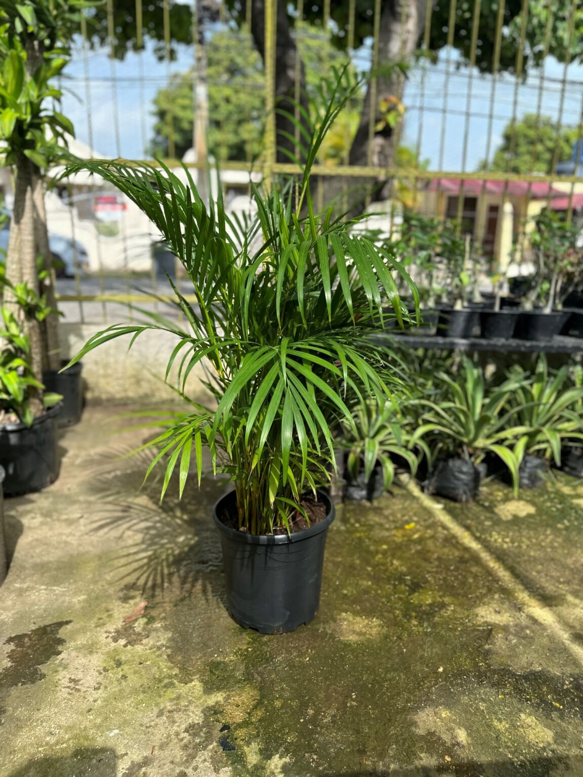 Palma Areca Pequeña - Plantas Express