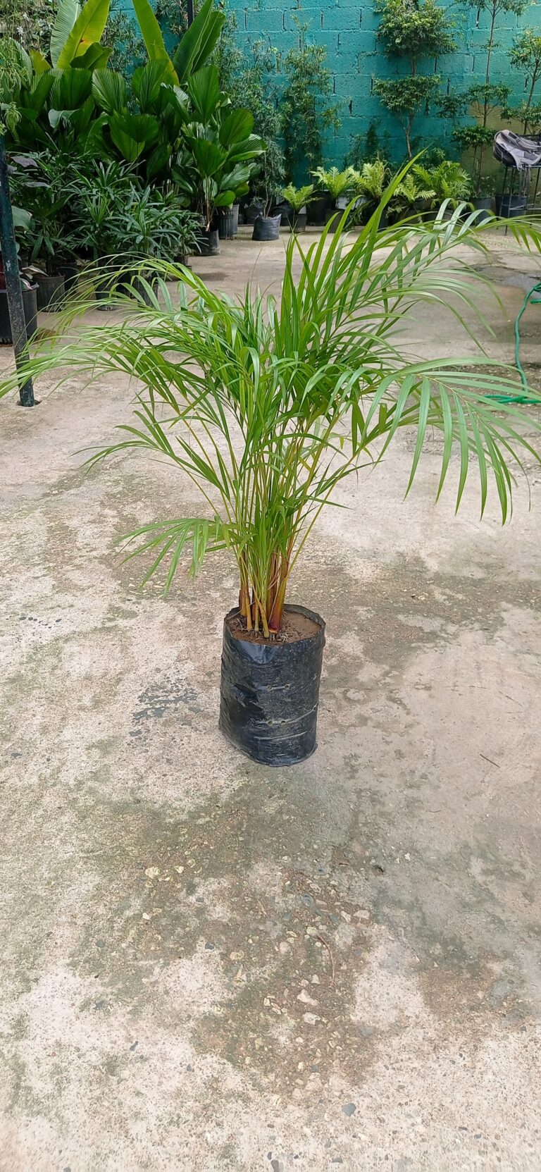Palma Areca Pequeña – Plantas Express
