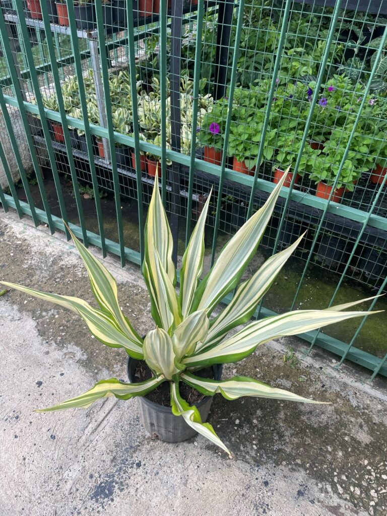 Agave Fulcraea / Blanco - Plantas Express