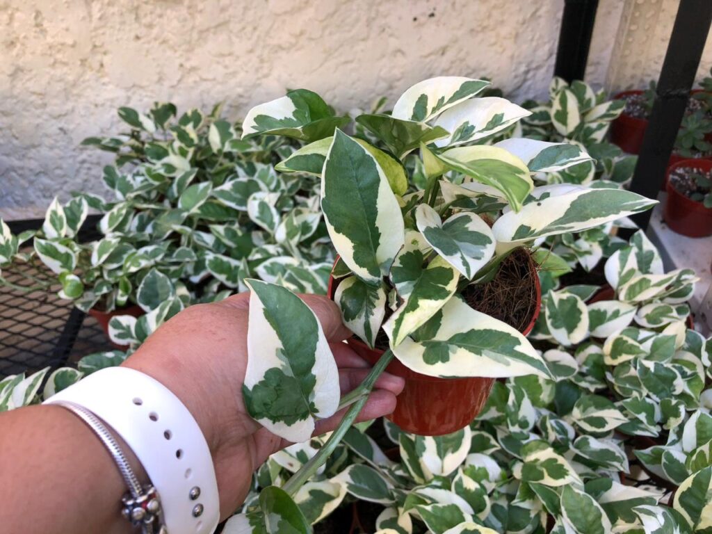 Progreso Variegado/ N' joy - Plantas Express