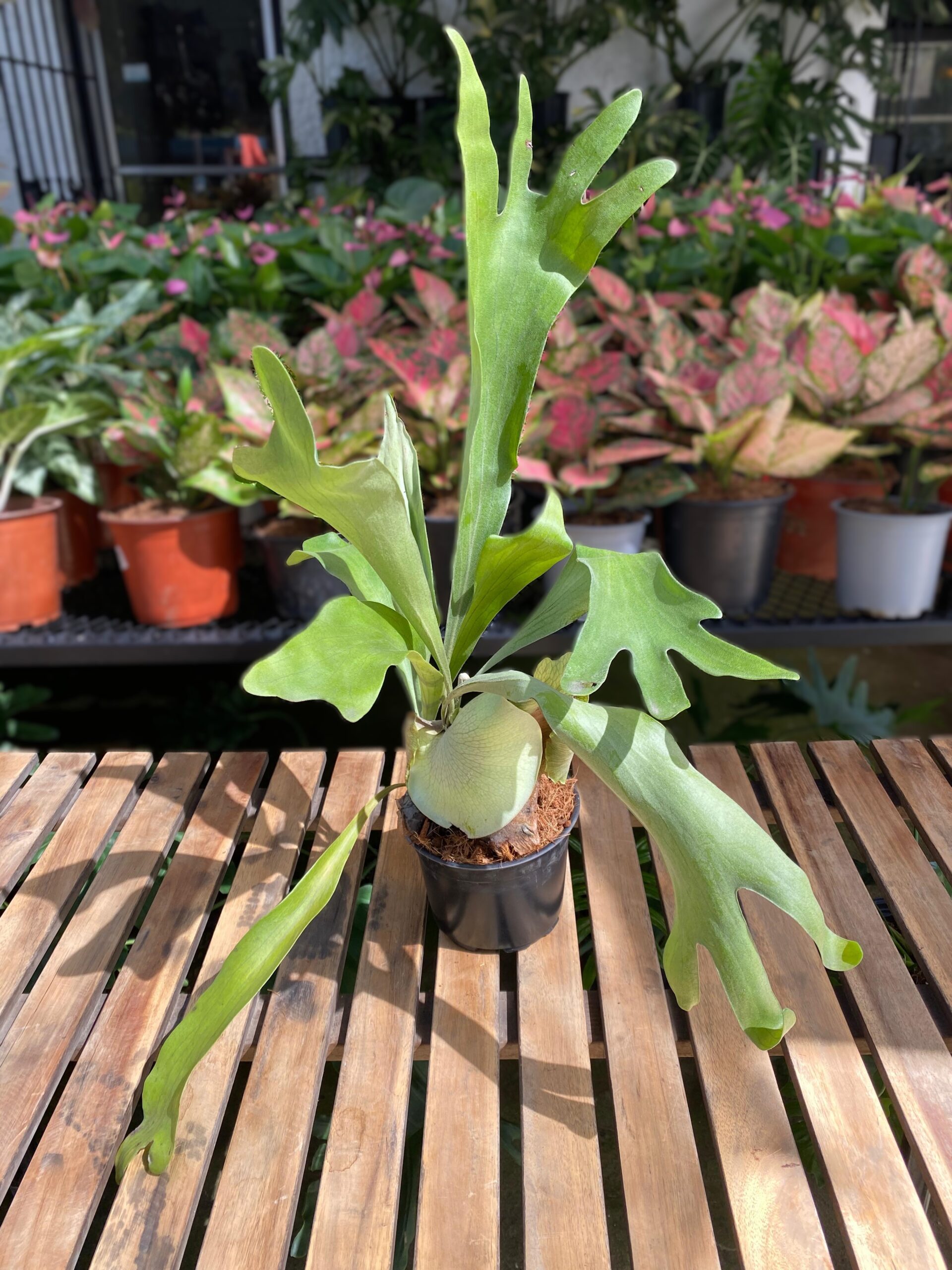 Cuerno de Venado / Platycerium bifurcatum - Plantas Express