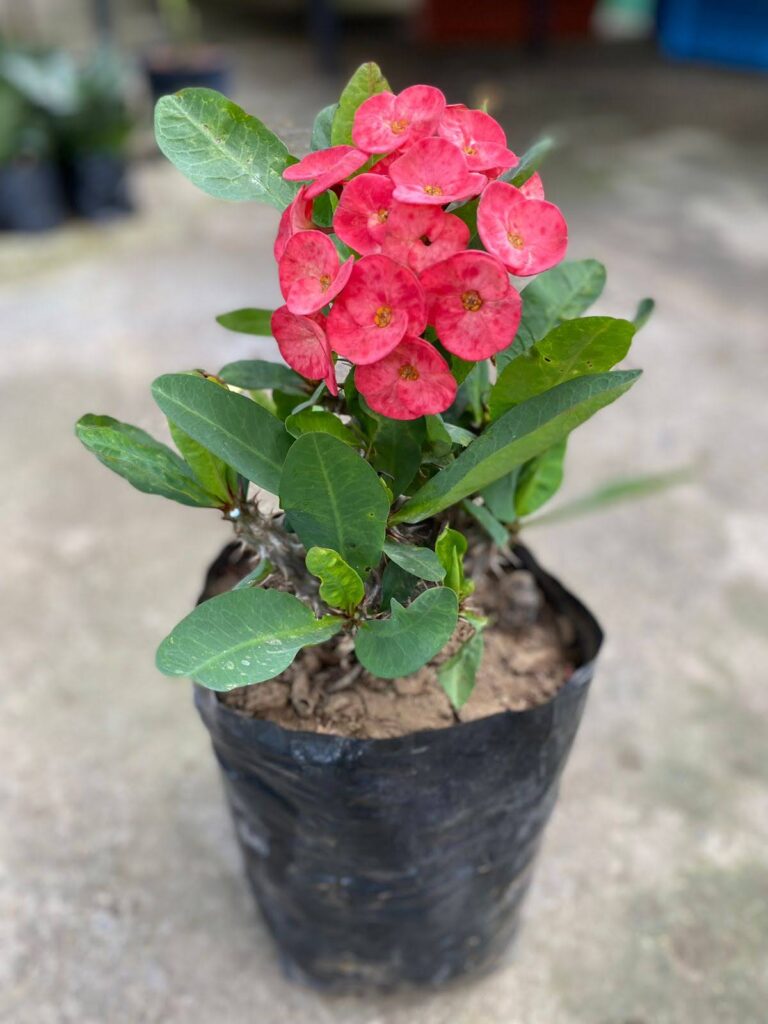 Tu y Yo - Plantas Express
