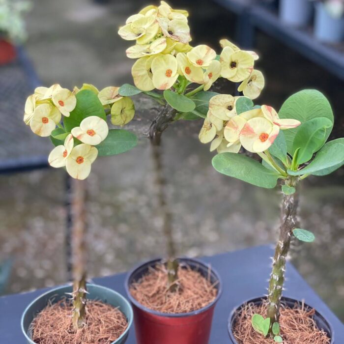 Tu y Yo - Plantas Express