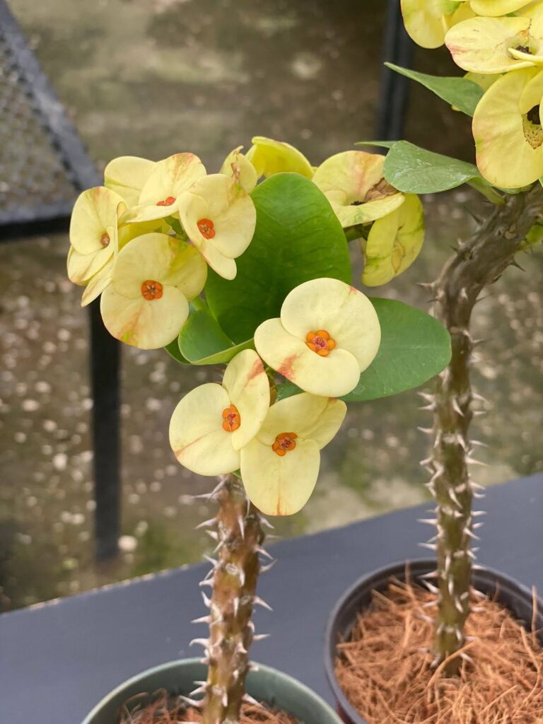 Tu y Yo - Plantas Express