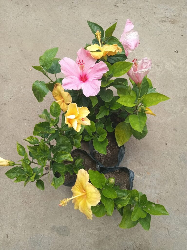 Cayena - Plantas Express