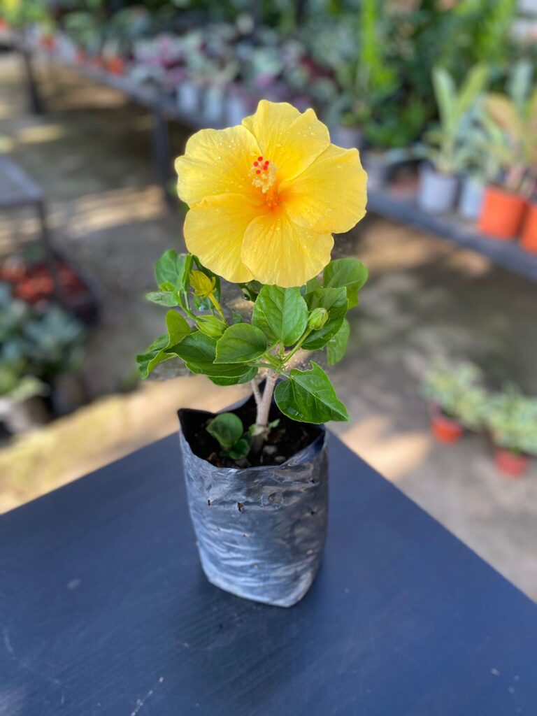 Cayena - Plantas Express