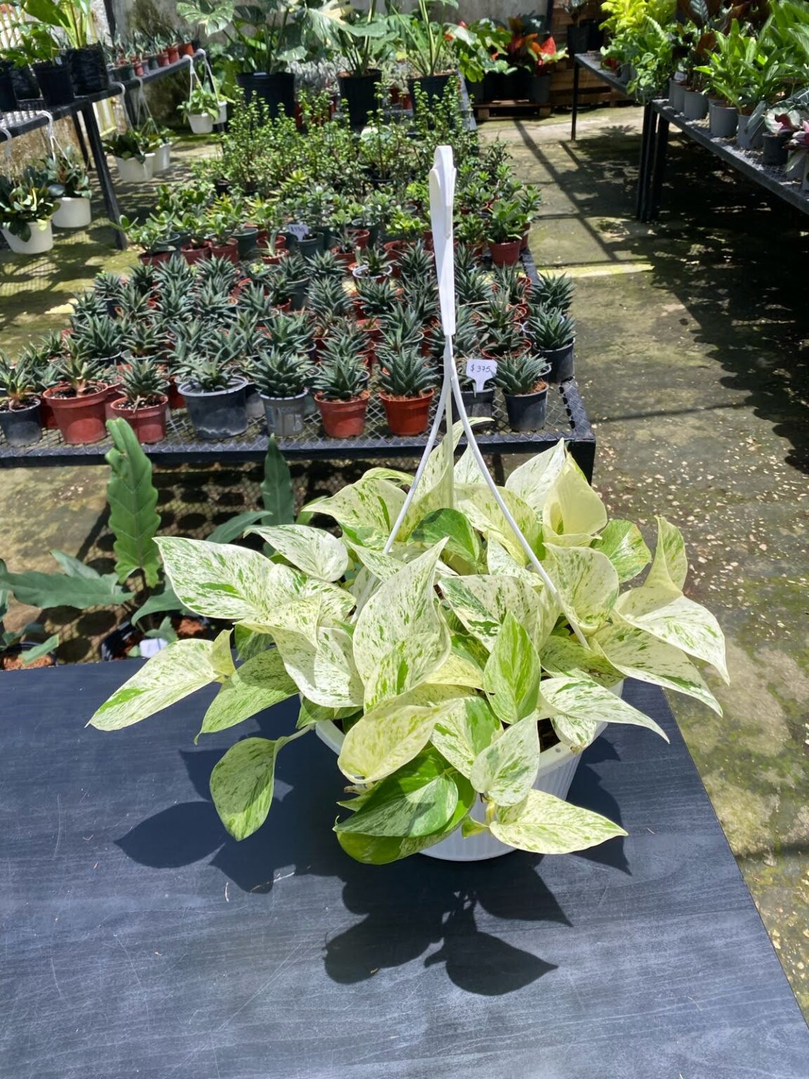 Progreso variegado Blanco Canasta - Plantas Express