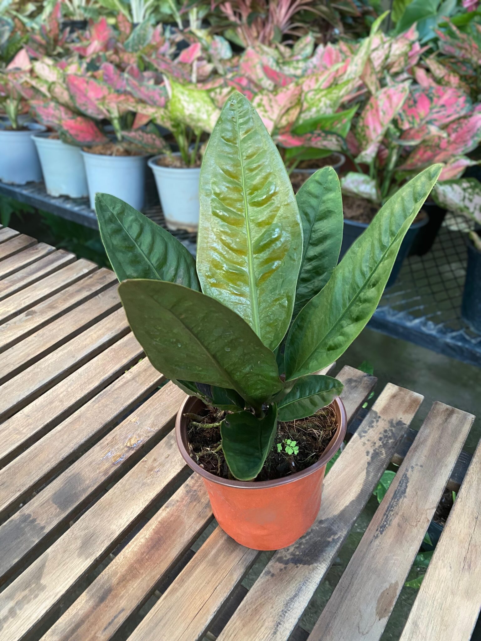 Anthurium Superbum - Plantas Express