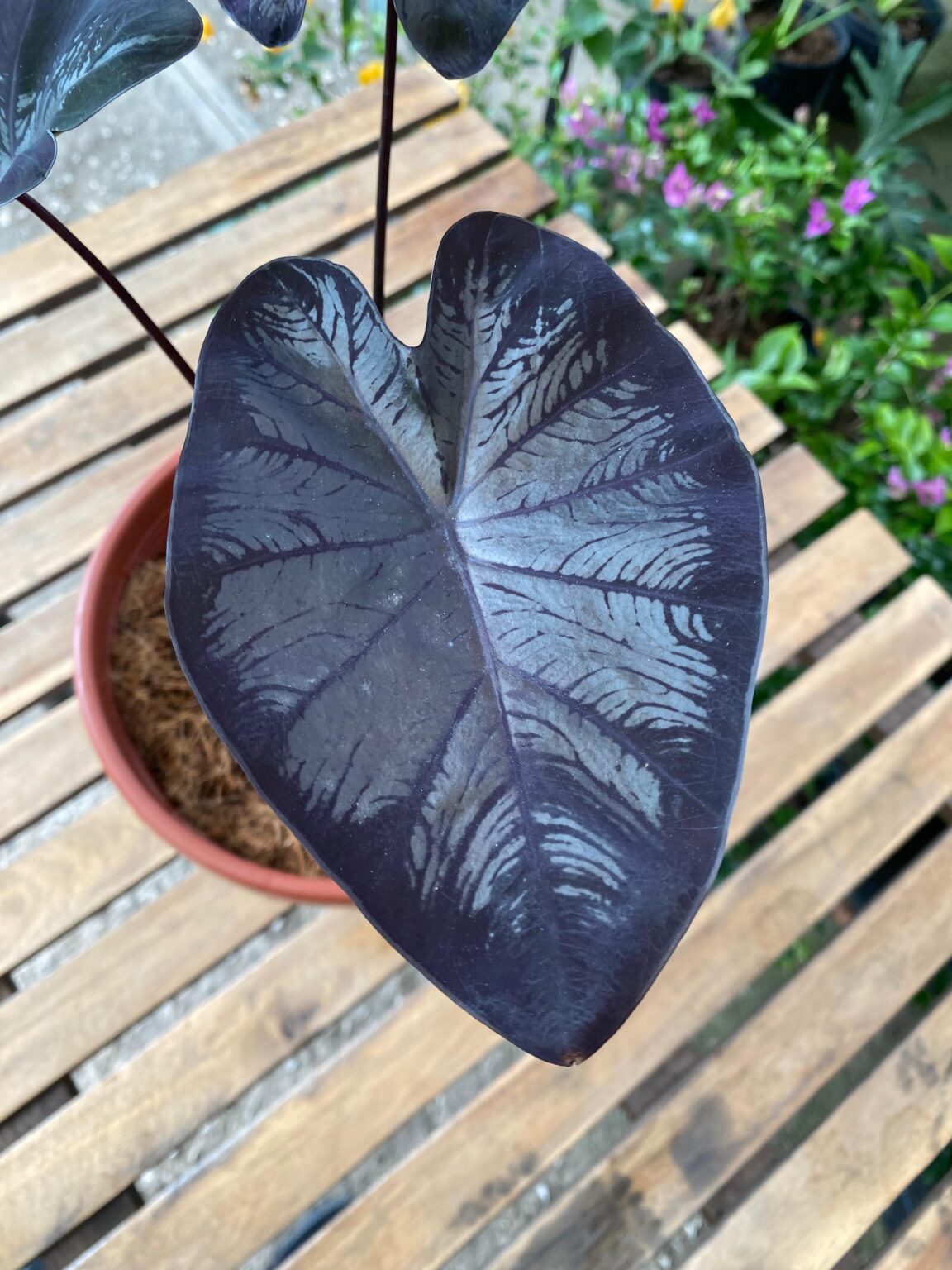 Colocasia Black Magic - Plantas Express