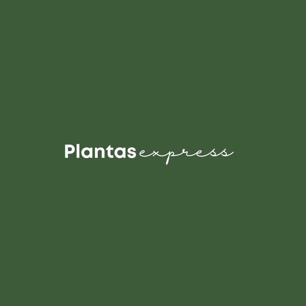 Tarro verde grande - Plantas Express